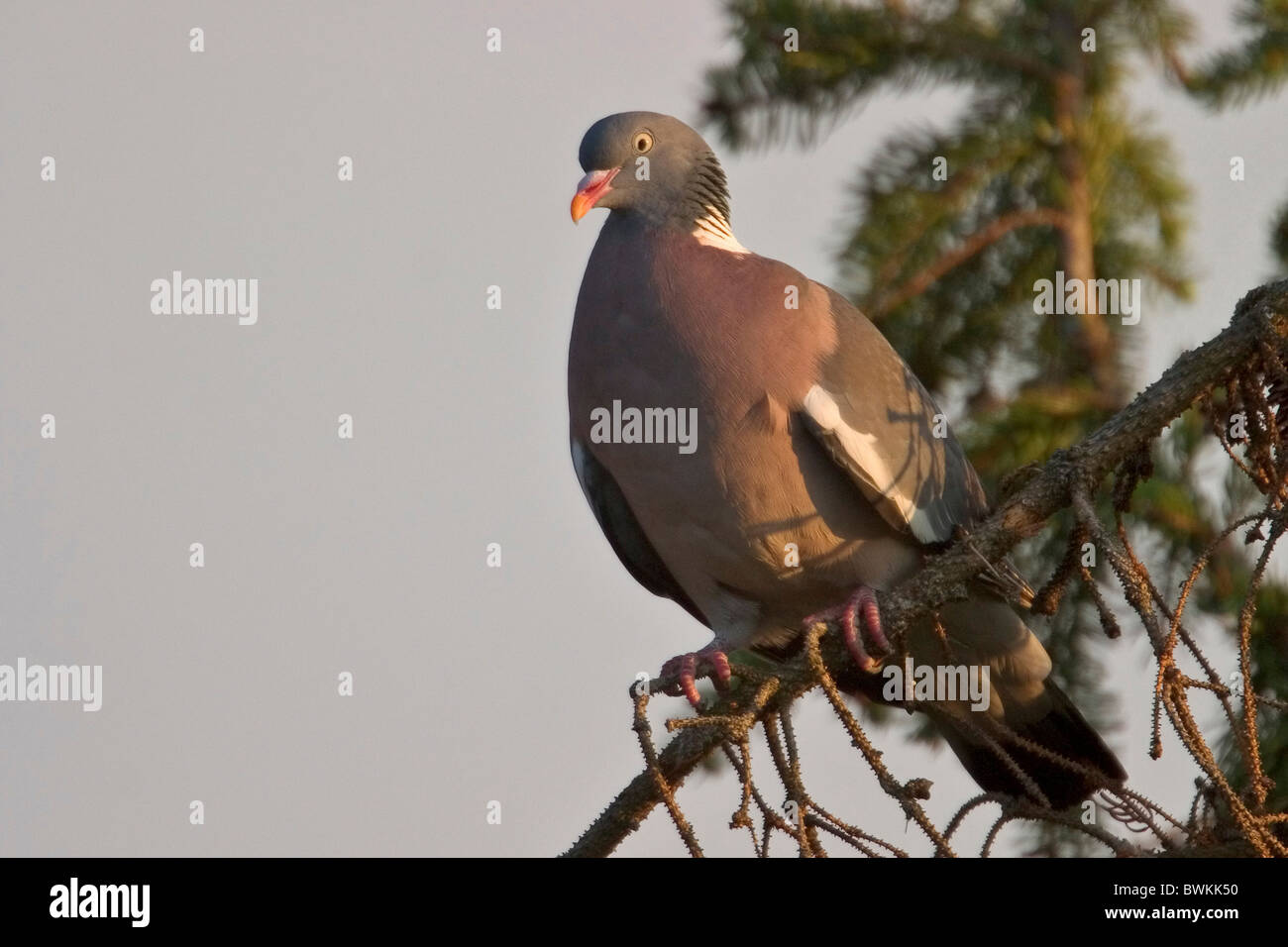 Culver culvers bird birds hi-res stock photography and images - Alamy