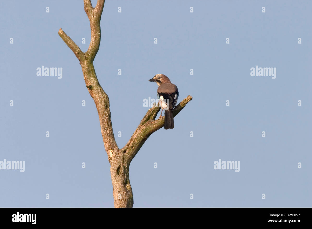 Back view of a jay hi-res stock photography and images - Alamy