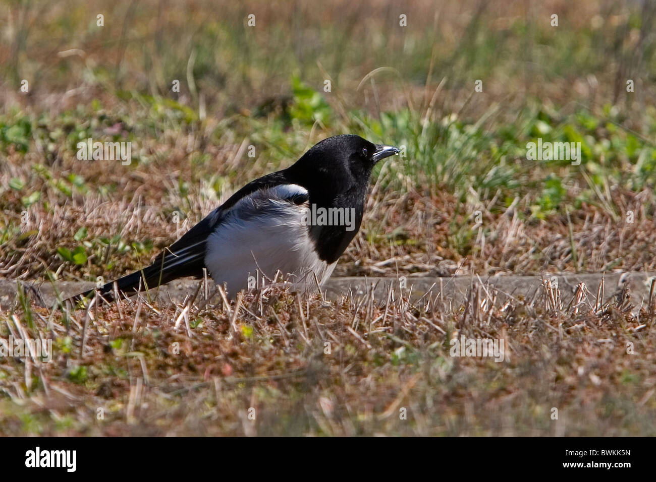 Magpies bird hi-res stock photography and images - Alamy