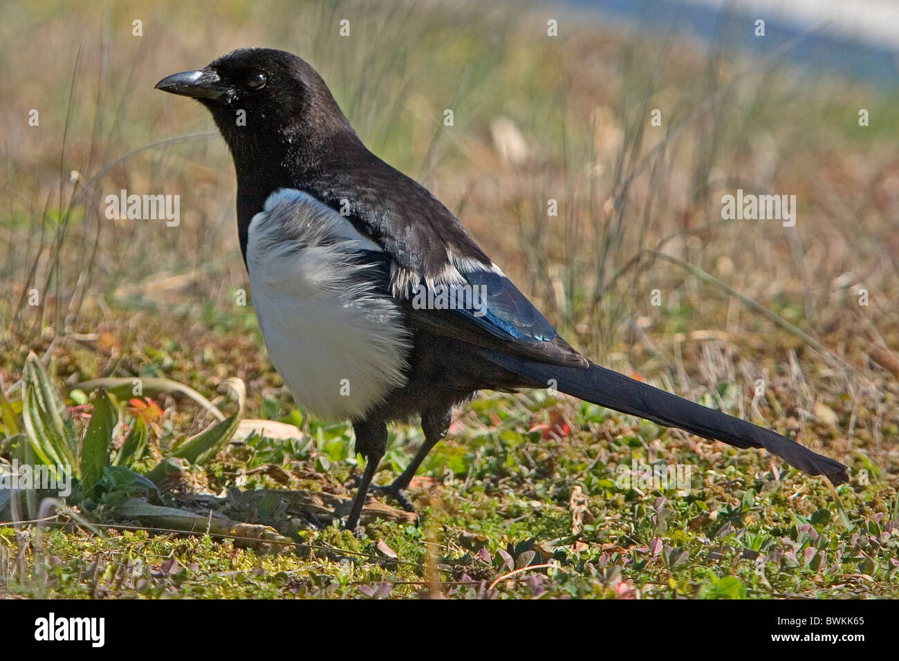Magpies bird hi-res stock photography and images - Alamy