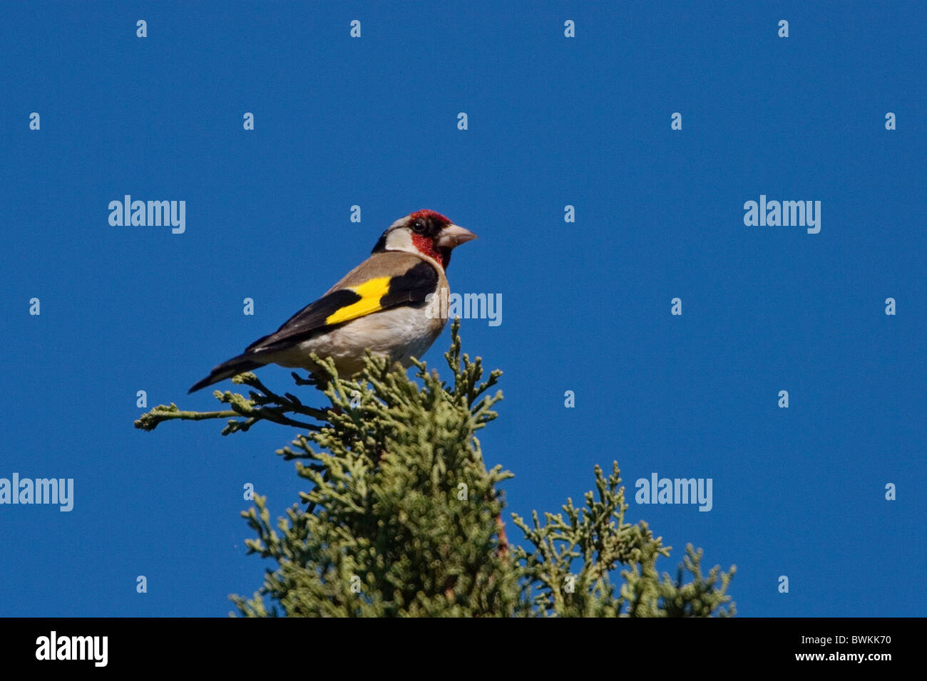 Goldfinch Landscape Format High Resolution Stock Photography and Images ...