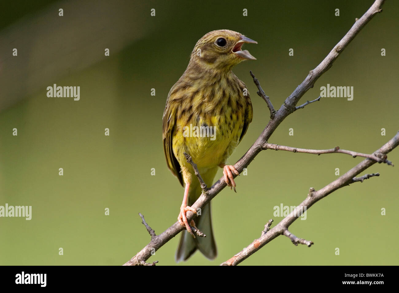 Yellowhammer call hi-res stock photography and images - Alamy
