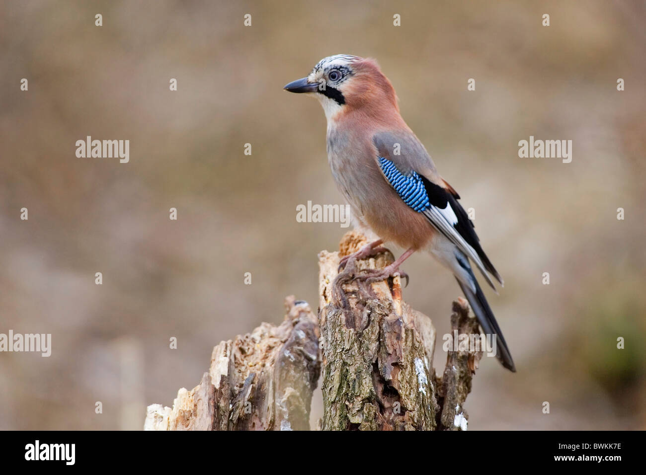 Jaybirds hi-res stock photography and images - Alamy