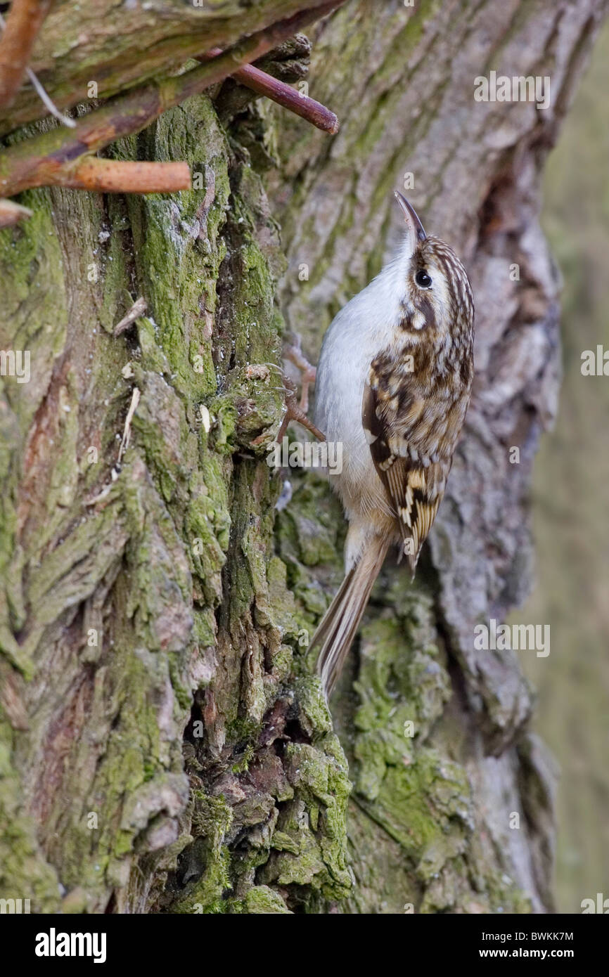 Creeper bird creepers birds hi-res stock photography and images - Alamy