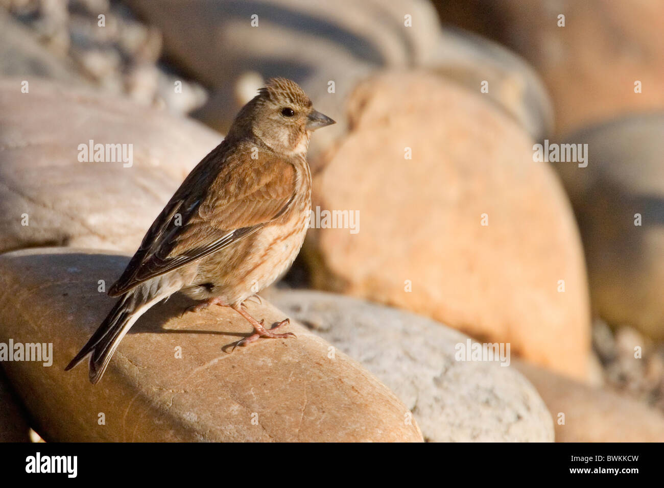 Linnets singing hi-res stock photography and images - Alamy