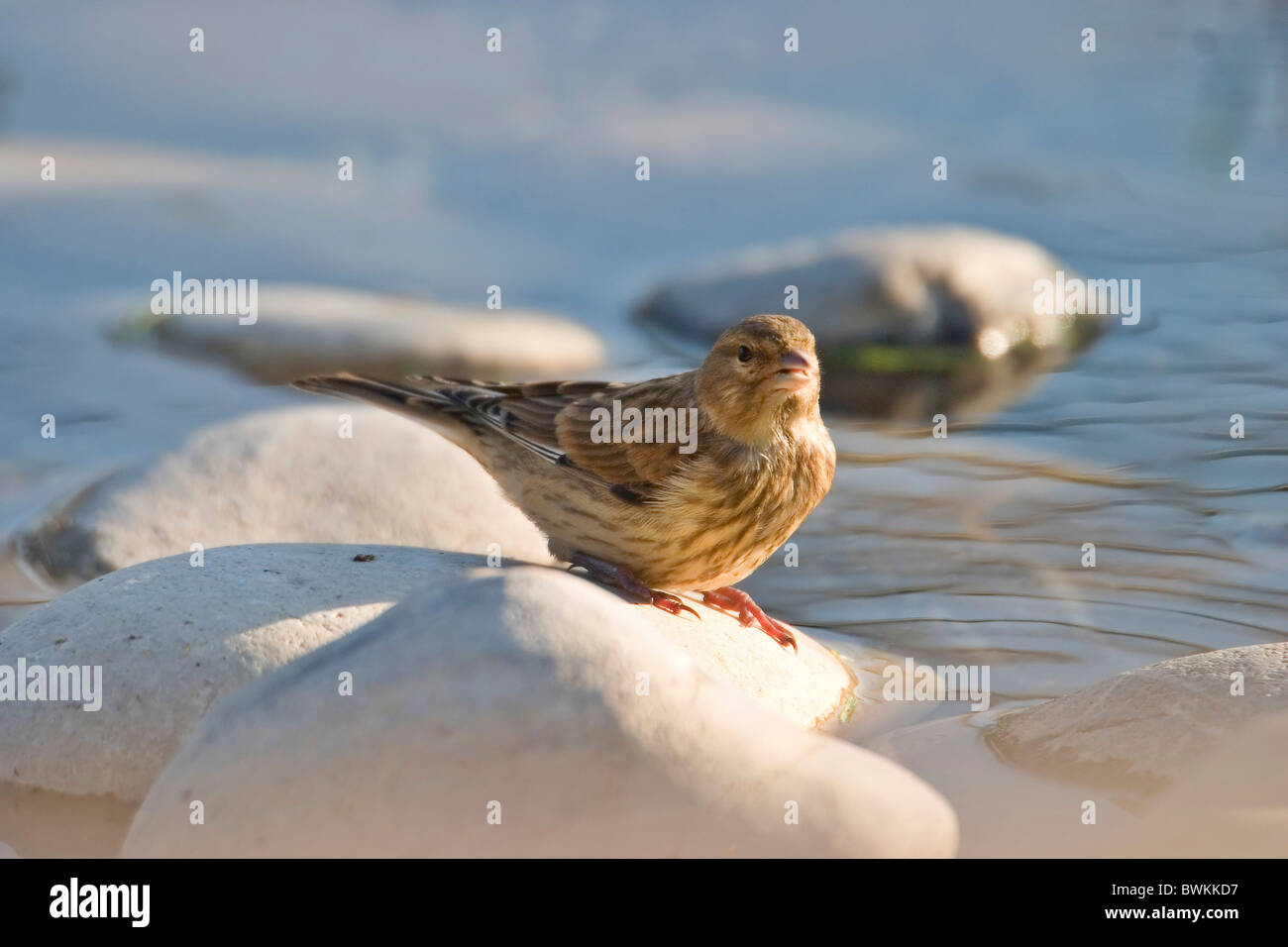 Linnet lake hi-res stock photography and images - Alamy