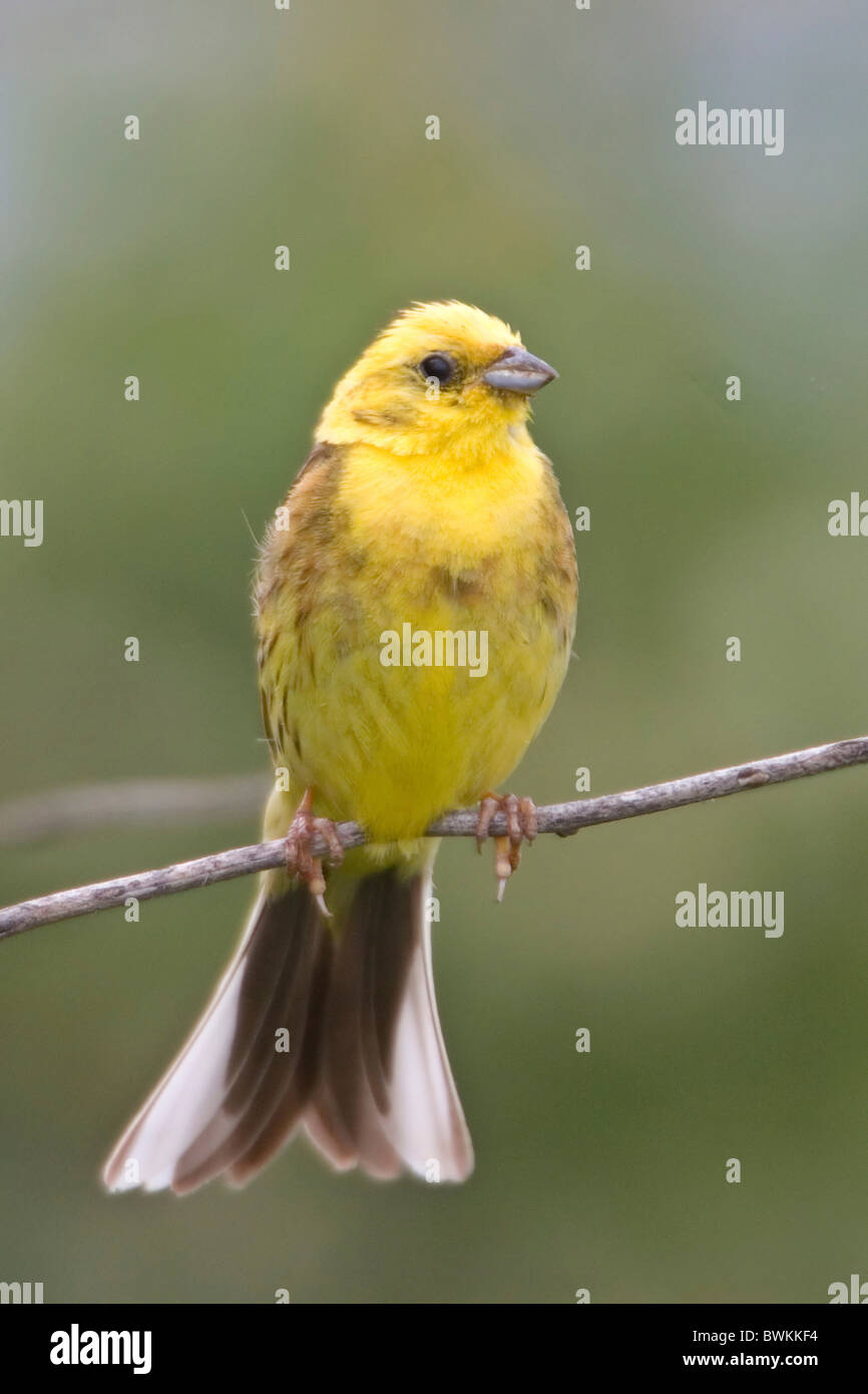 Yellowhammers bird hi-res stock photography and images - Alamy