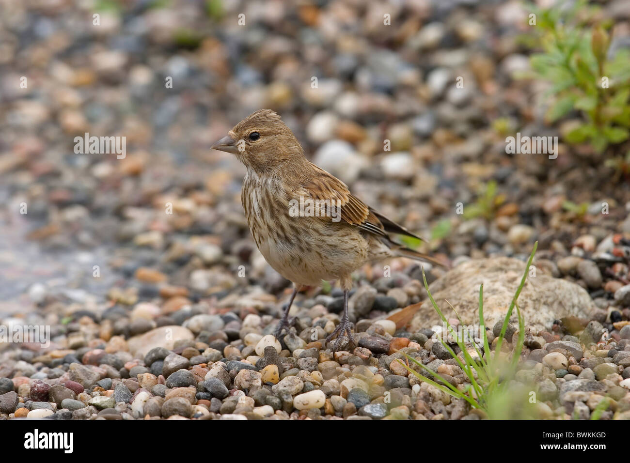 Linnet profile hi-res stock photography and images - Alamy