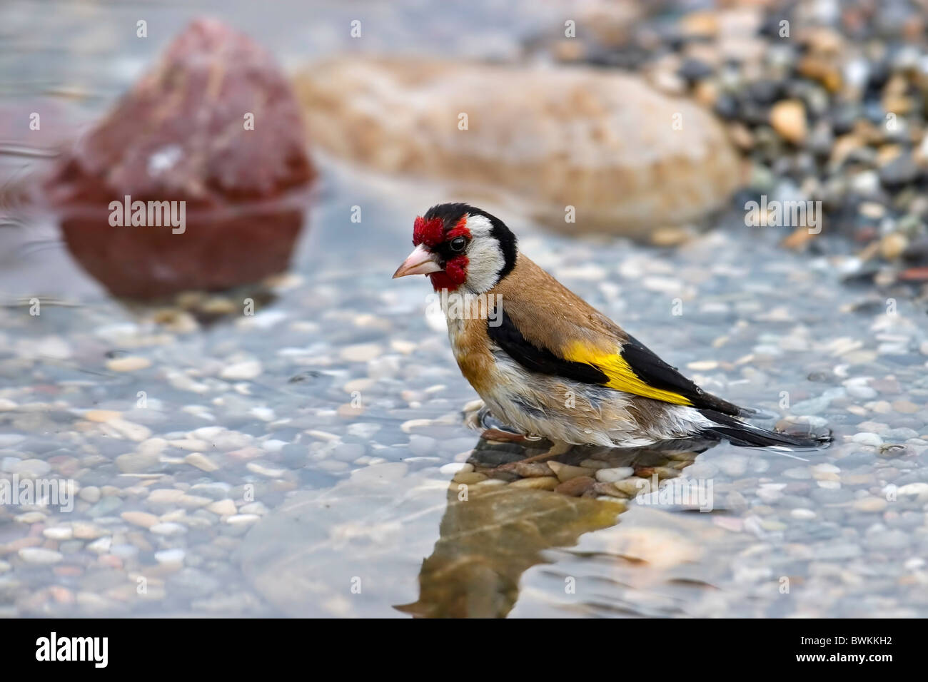 Landscape format goldfinch hi-res stock photography and images - Alamy