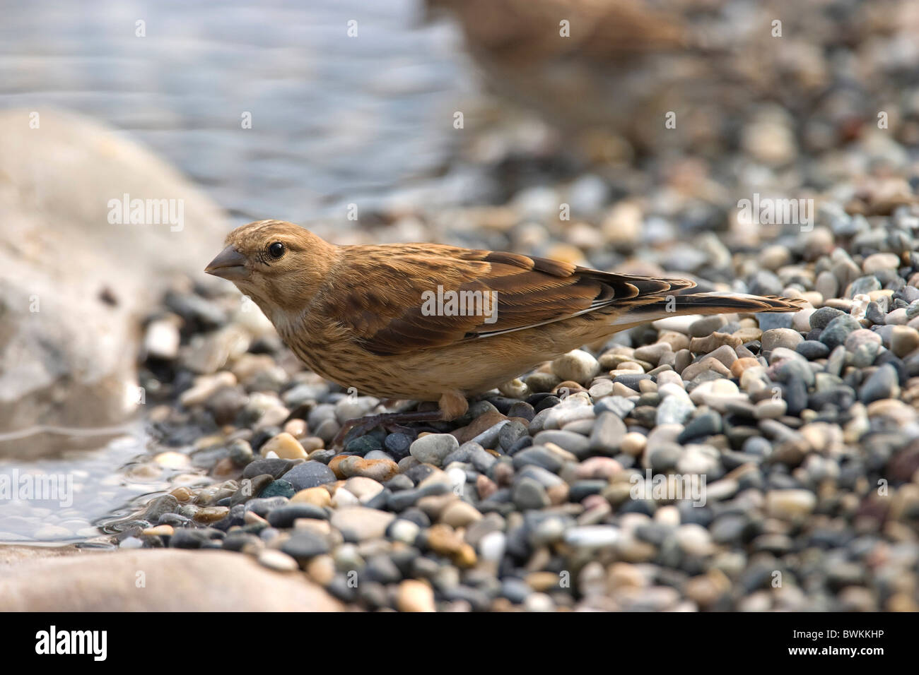 Linnets summer hi-res stock photography and images - Alamy