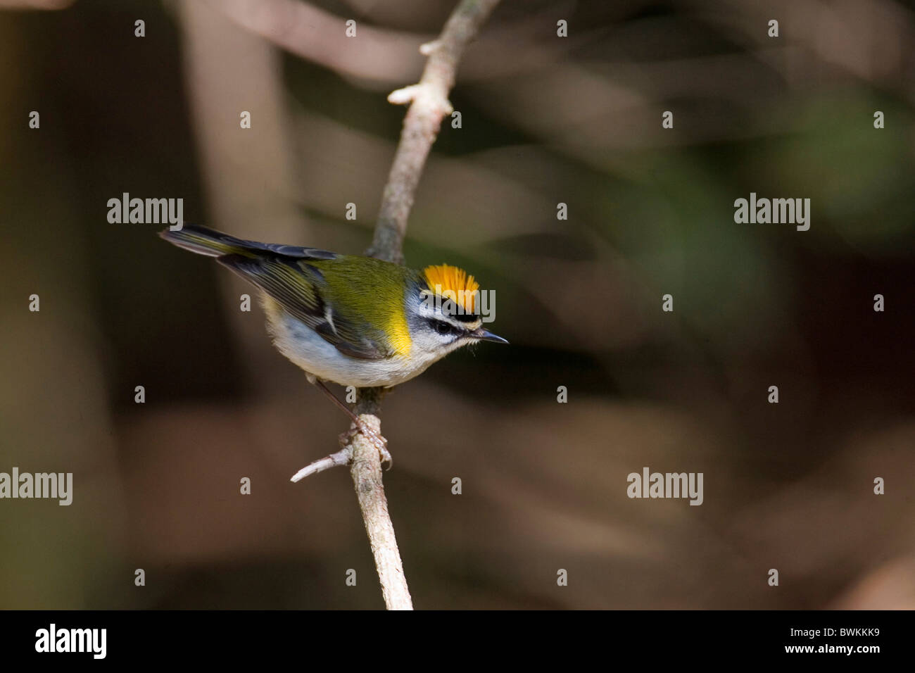 Firecrests High Resolution Stock Photography and Images - Alamy