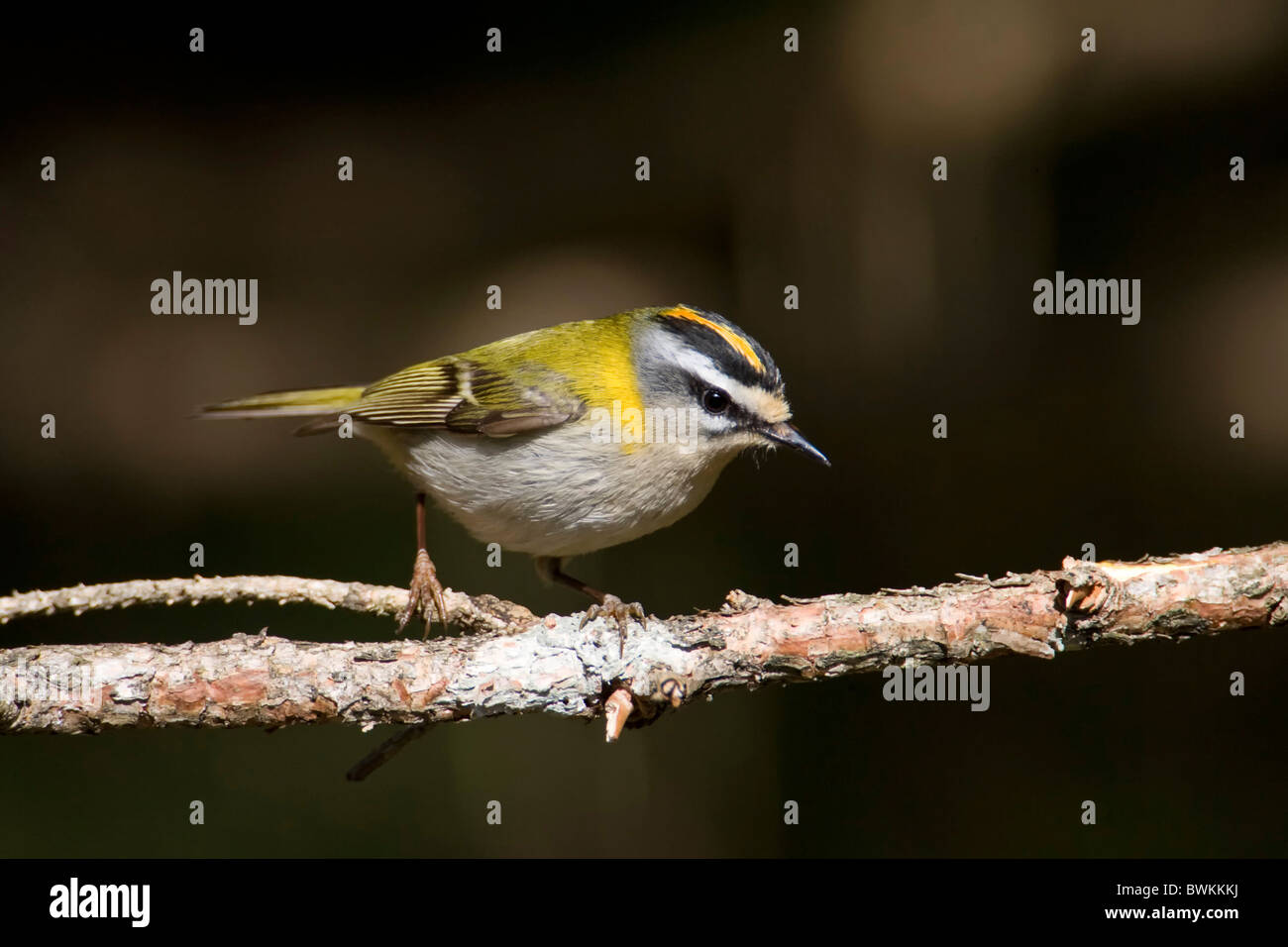 Firecrests hi-res stock photography and images - Alamy
