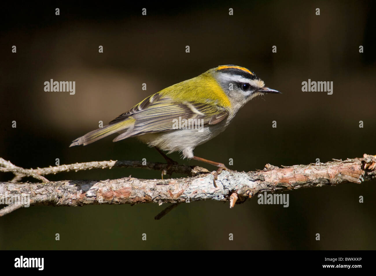 Firecrests High Resolution Stock Photography and Images - Alamy