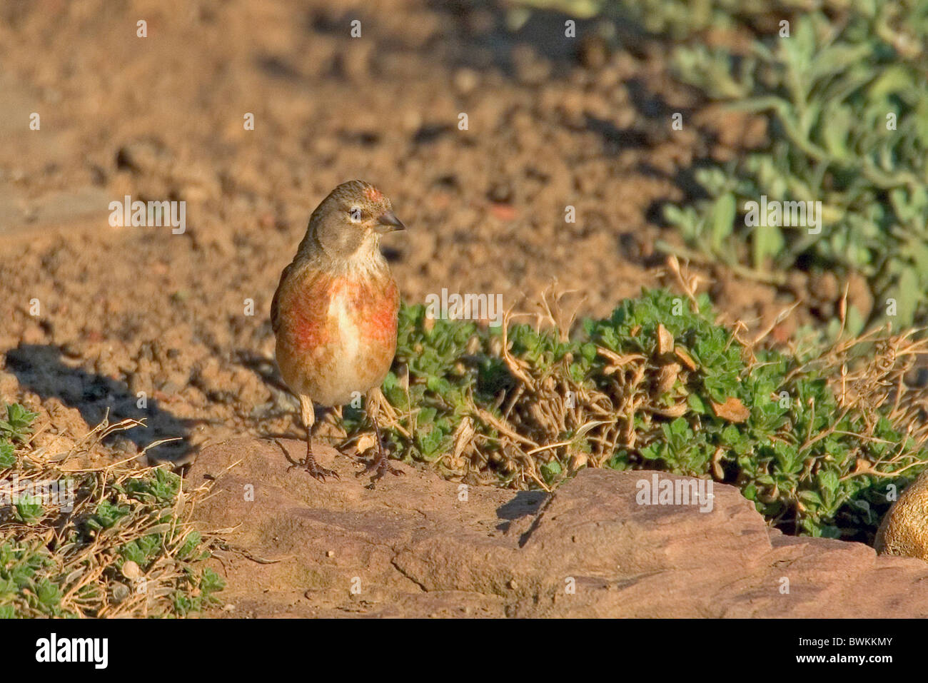 Linnets singing hi-res stock photography and images - Alamy