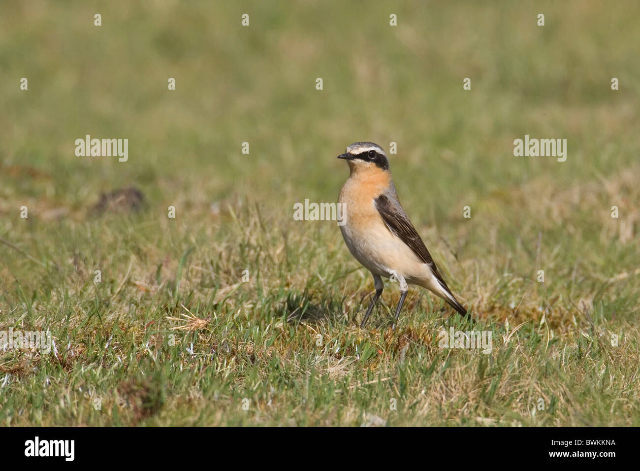 Greenland wheatear hi-res stock photography and images - Alamy