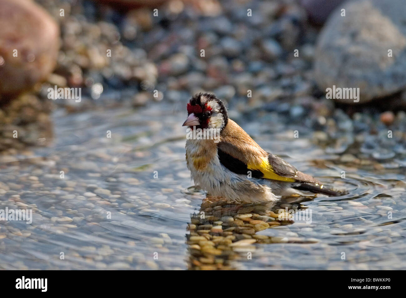 Landscape format goldfinch hi-res stock photography and images - Alamy