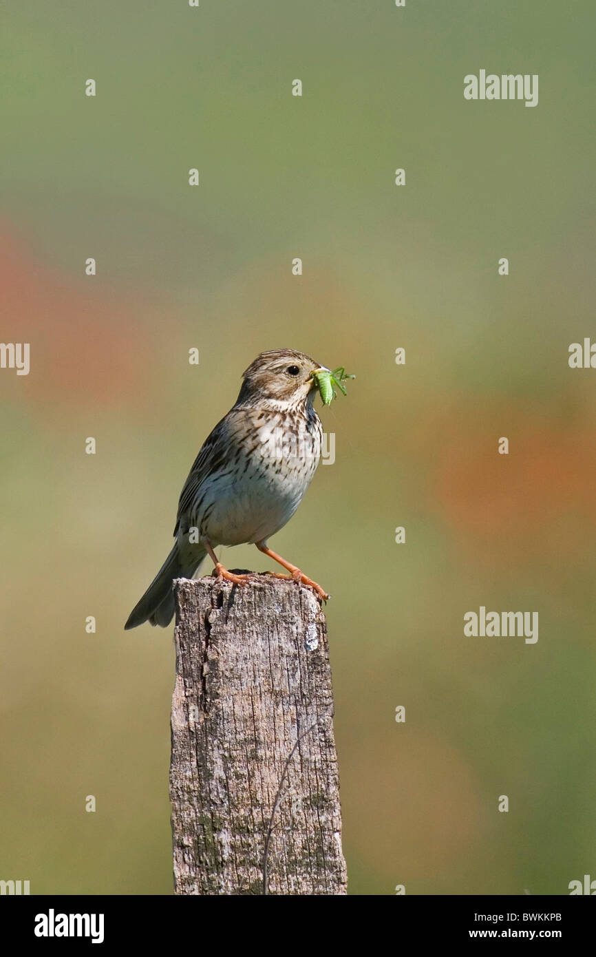 Corn stumps hi-res stock photography and images - Alamy