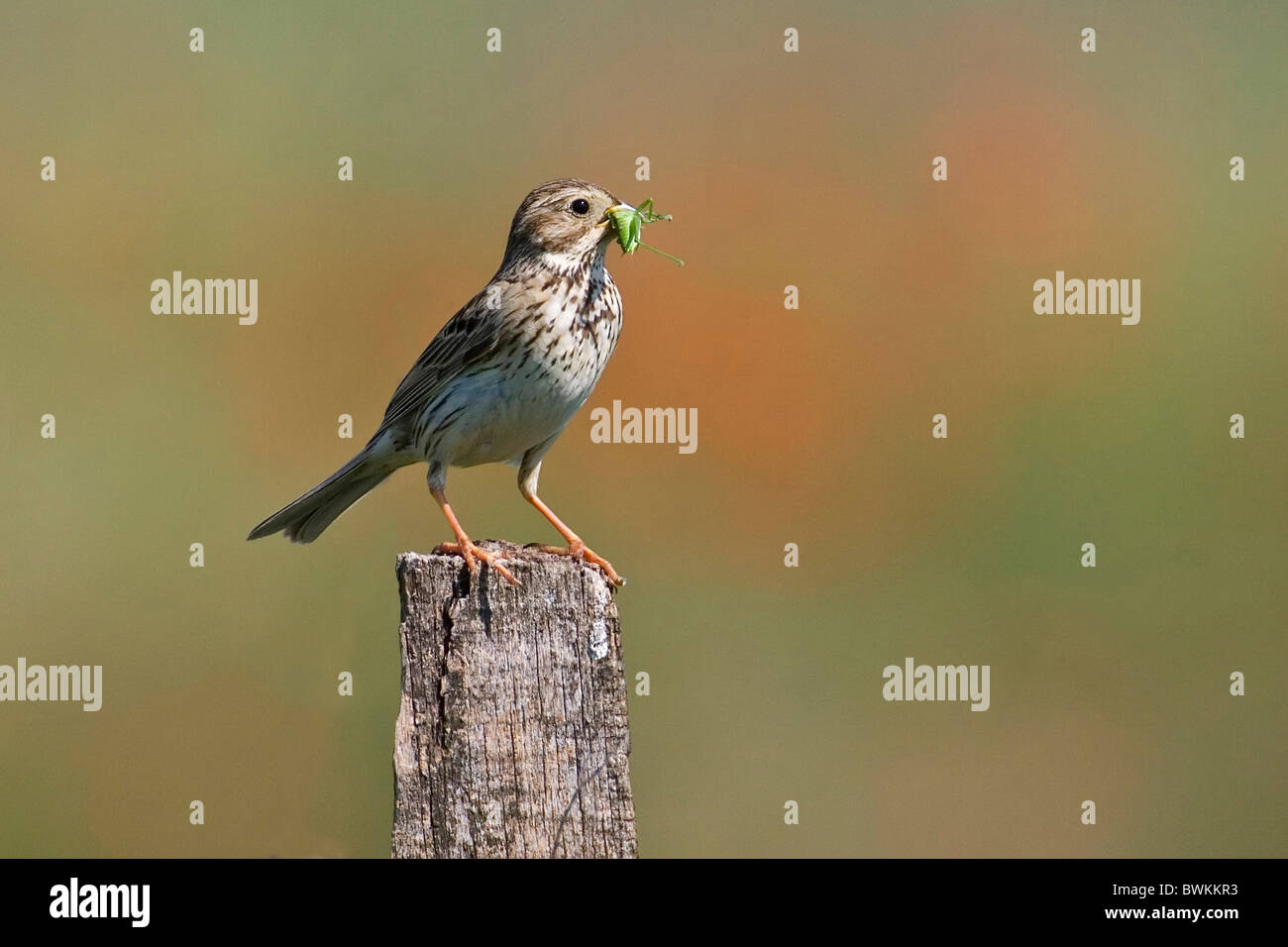 Corn stumps hi-res stock photography and images - Alamy