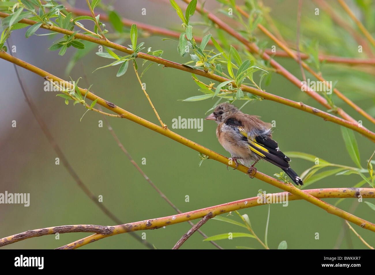 Landscape format goldfinch hi-res stock photography and images - Alamy