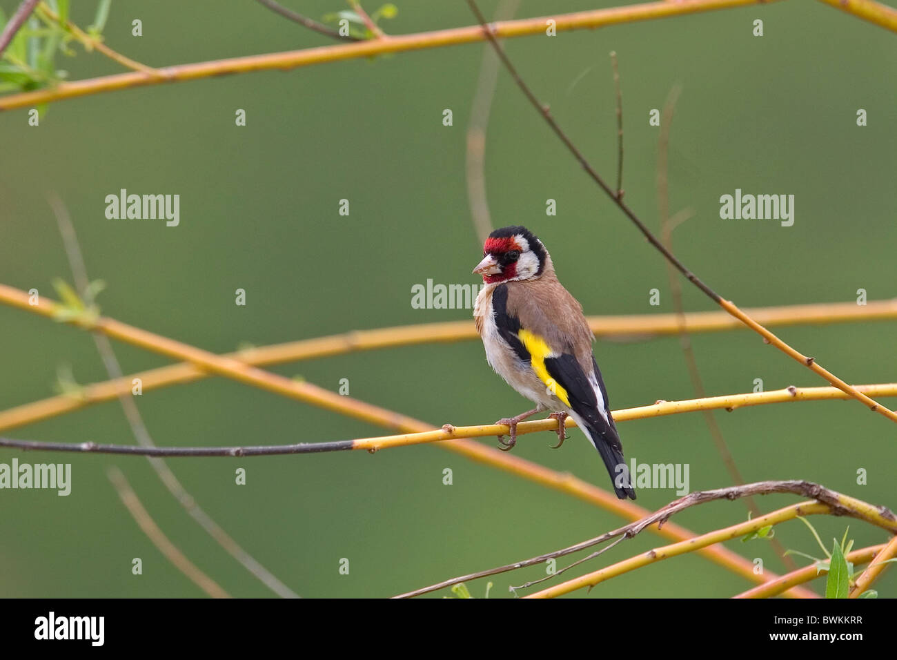 Goldfinch Landscape Format High Resolution Stock Photography and Images ...