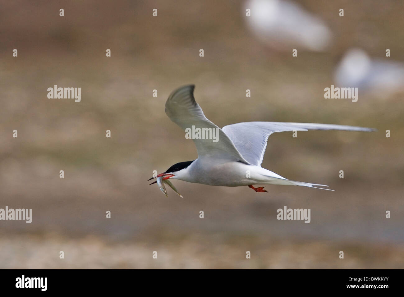 Bird birds swallow sea swallow hi-res stock photography and images - Alamy