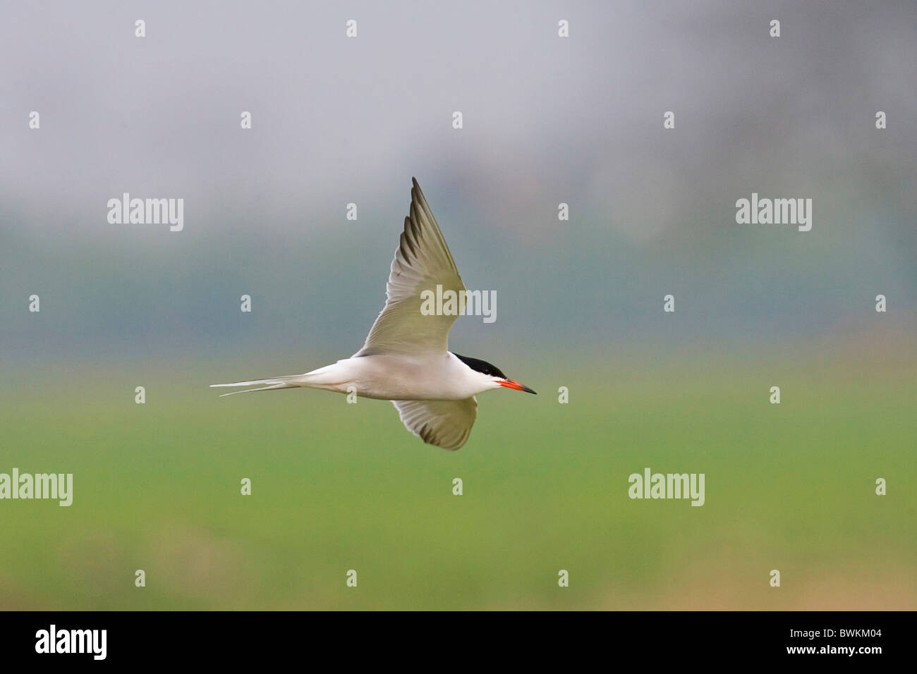Bird birds swallow sea swallow hi-res stock photography and images - Alamy