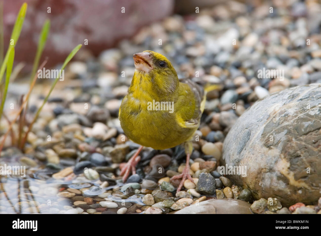 Landscape format greenfinches hi-res stock photography and images - Alamy