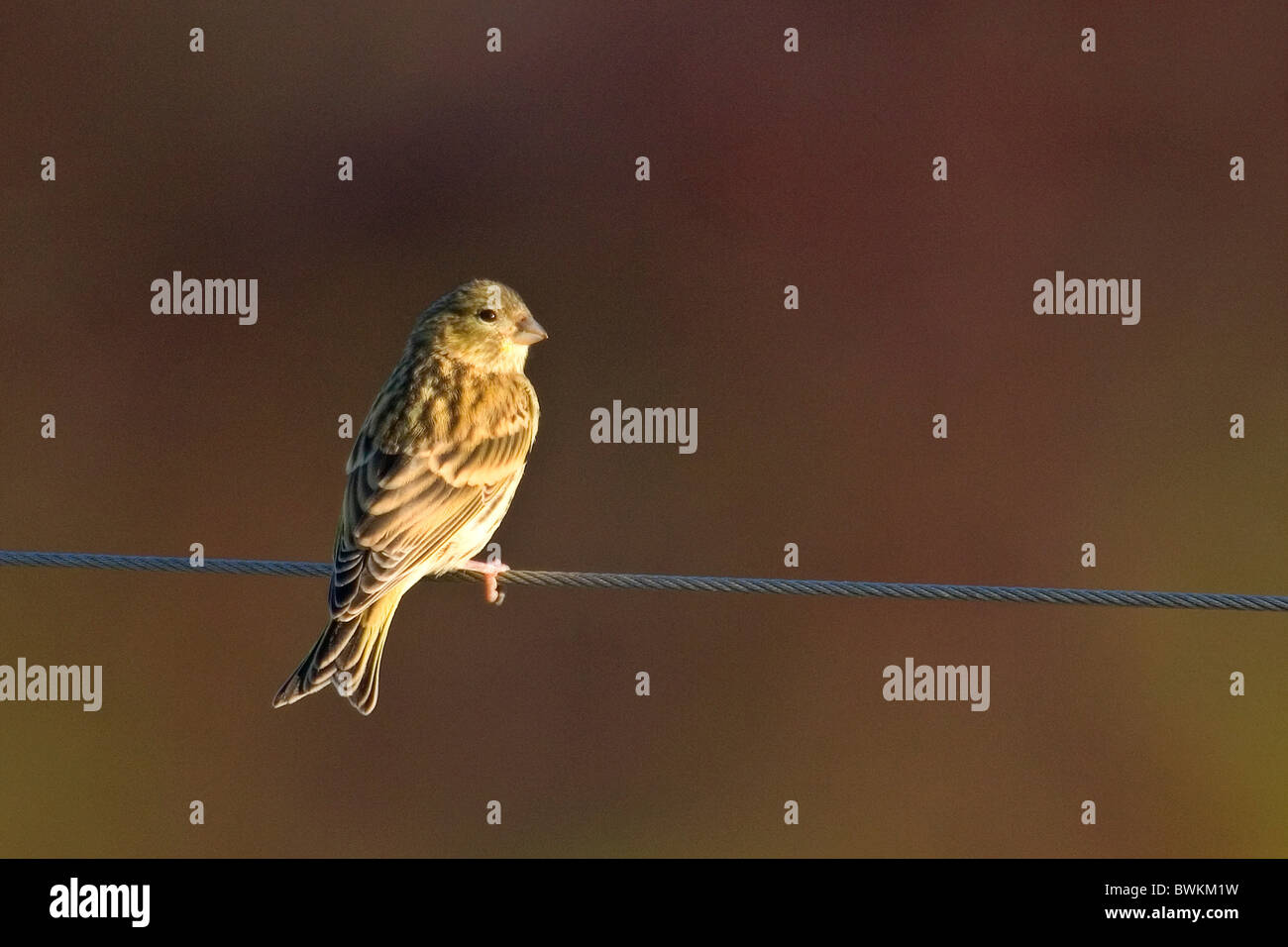 Serins hi-res stock photography and images - Alamy