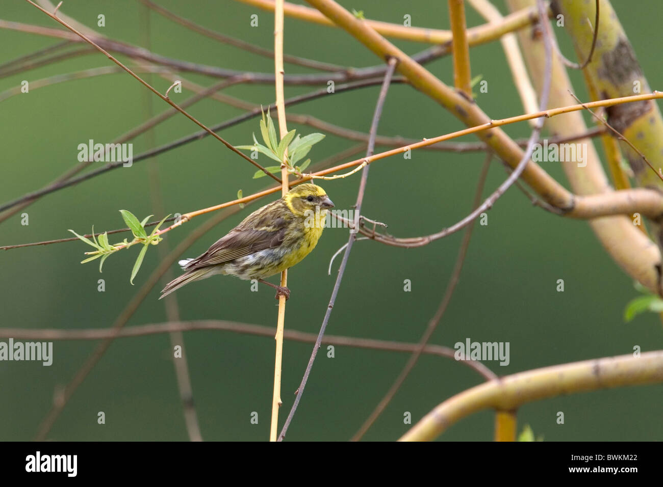 Serins hi-res stock photography and images - Alamy