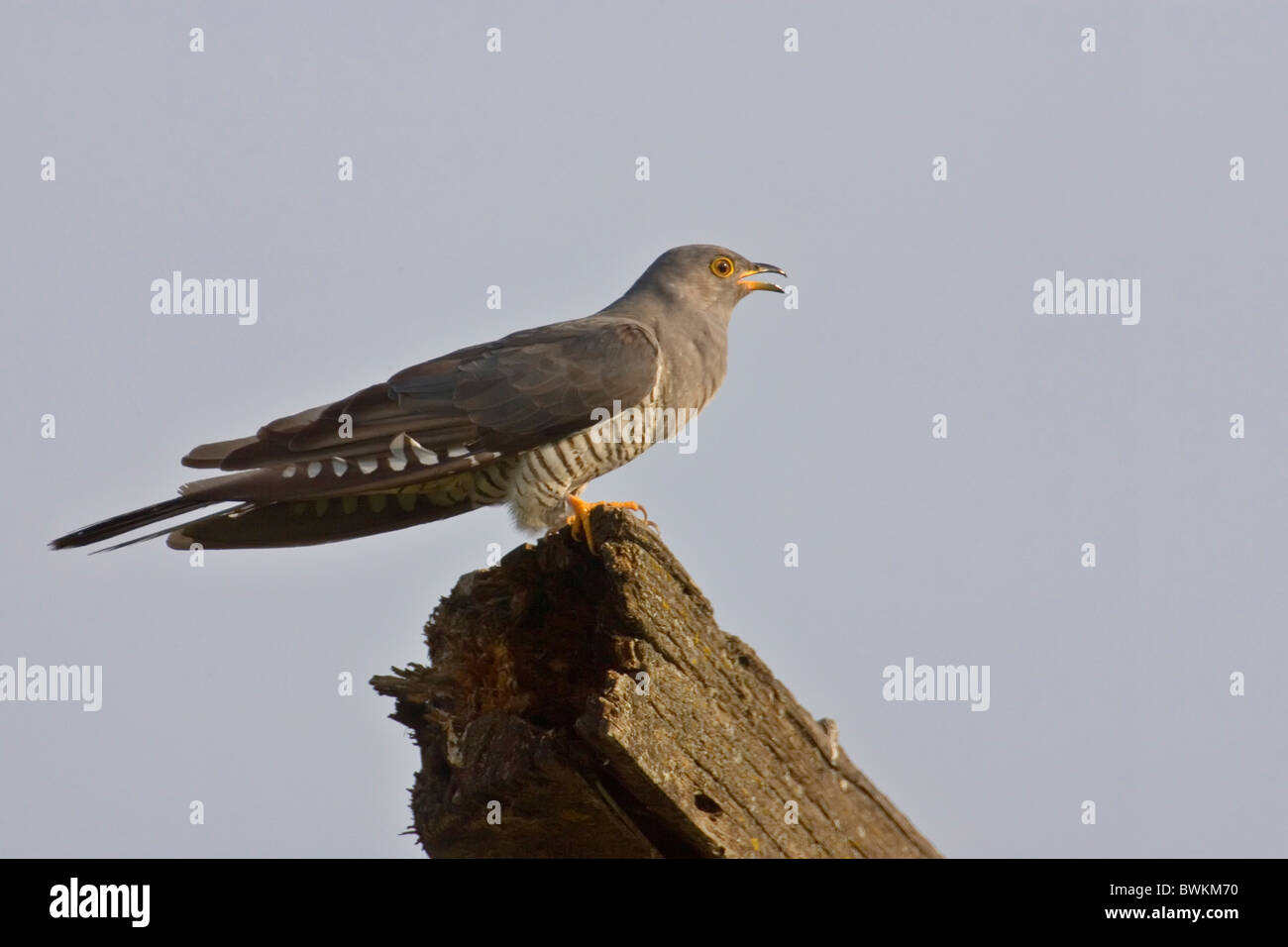 Cuckoo brood parasitism hi-res stock photography and images - Alamy