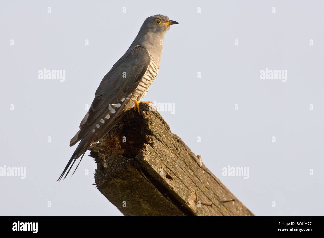 Cuckoo brood parasitism hi-res stock photography and images - Alamy