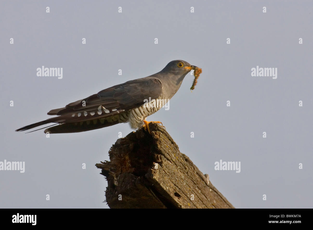 Cuckoo brood parasitism hi-res stock photography and images - Alamy