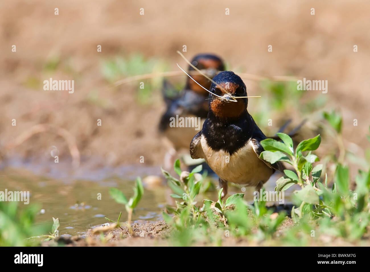 Bird birds chimney hi-res stock photography and images - Alamy