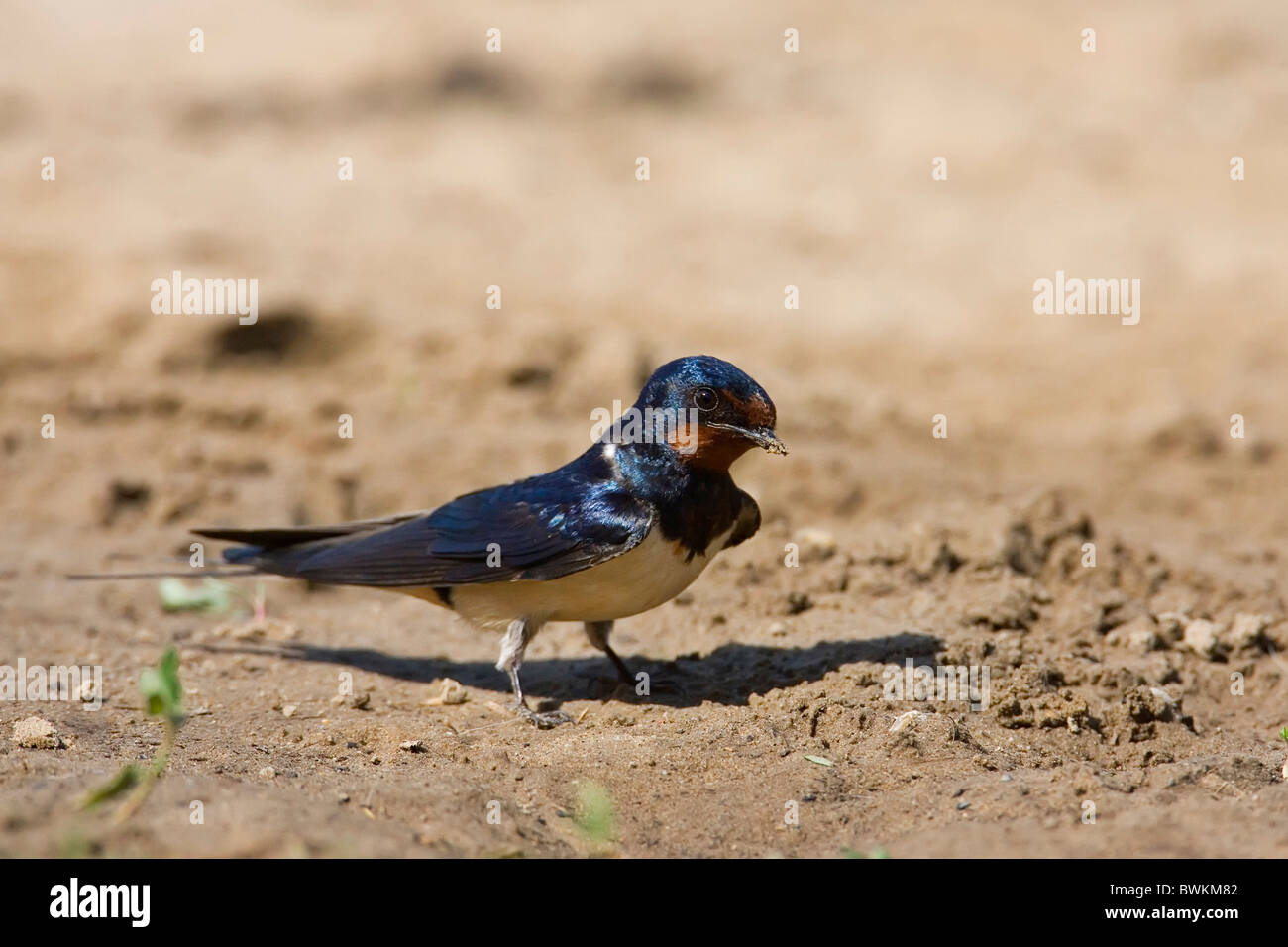 Chimney swallow hi-res stock photography and images - Alamy