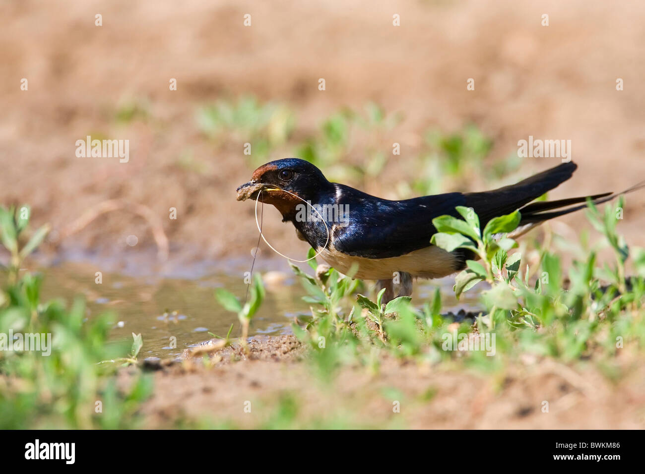 Chimney and birds hi-res stock photography and images - Alamy