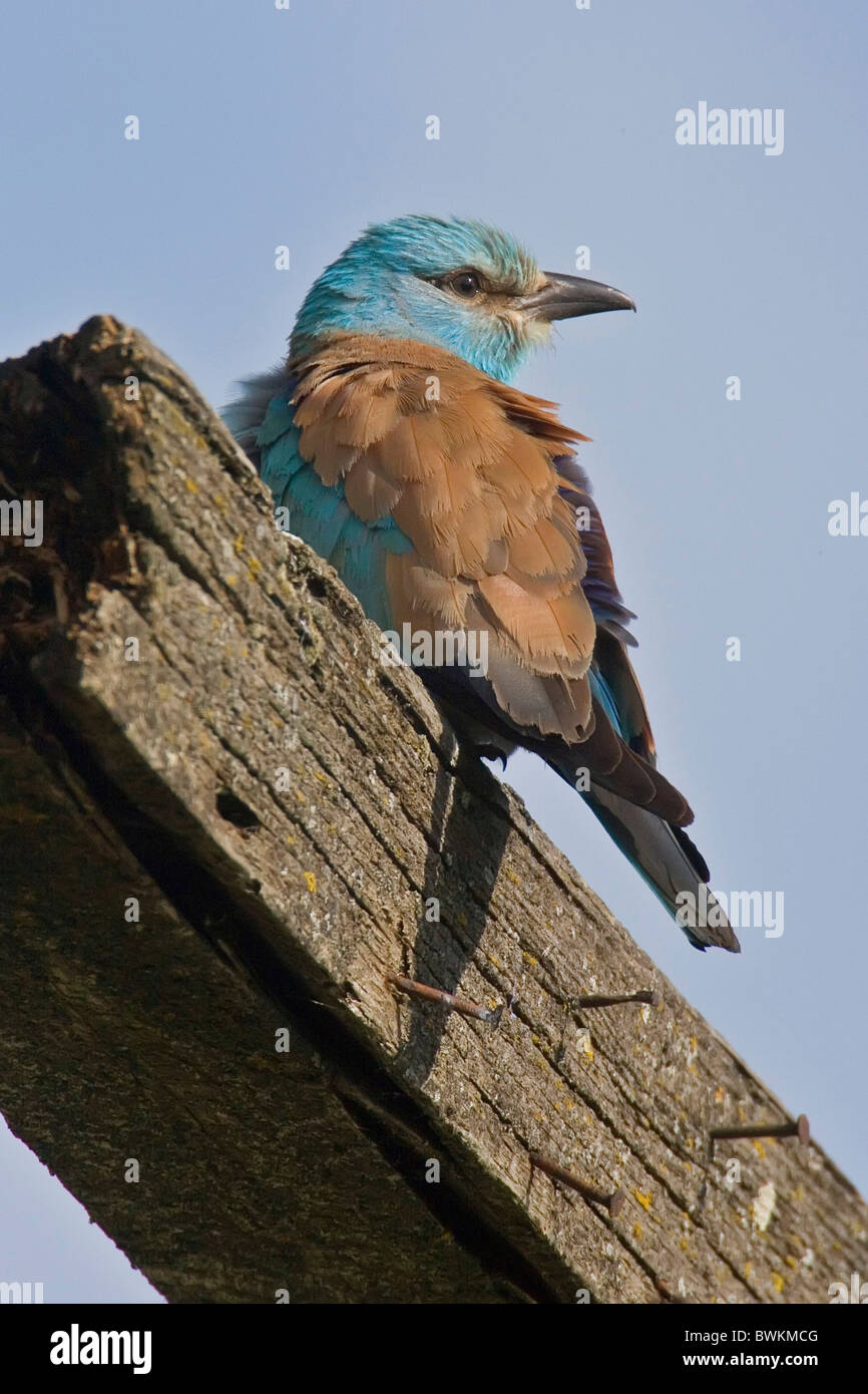 Tree trunk rollers hi-res stock photography and images - Alamy