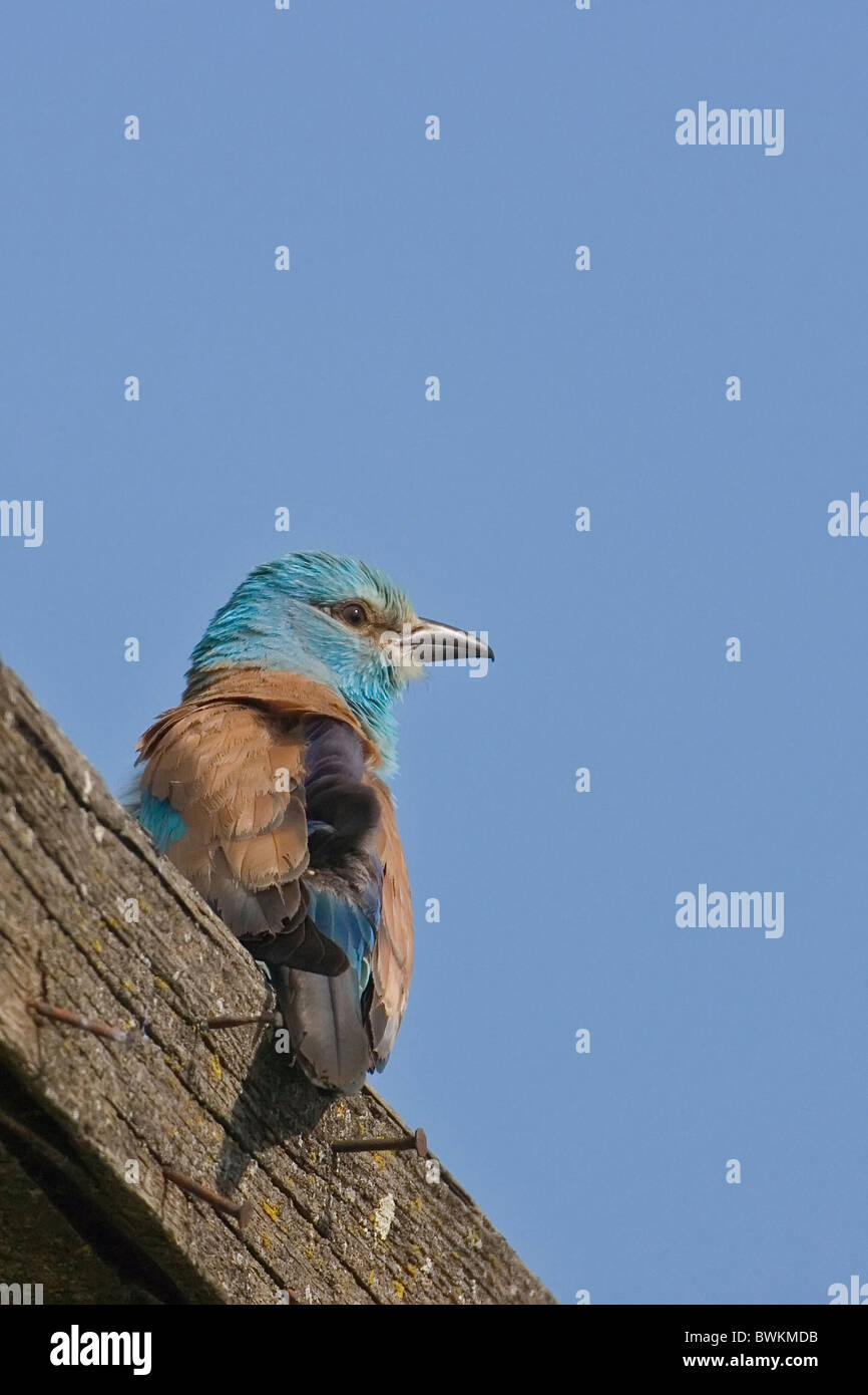 Tree trunk rollers hi-res stock photography and images - Alamy