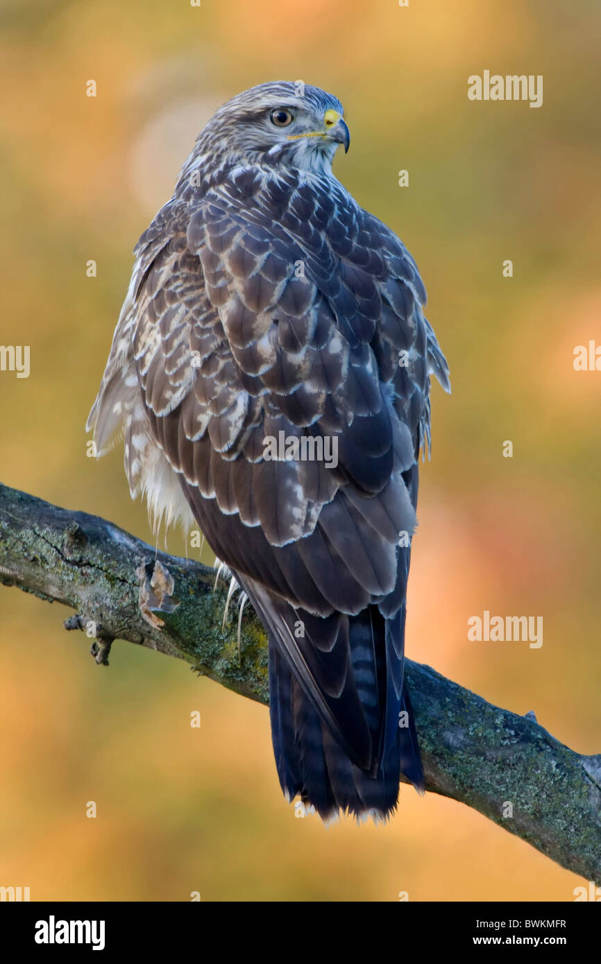 Buzzard size hi-res stock photography and images - Alamy