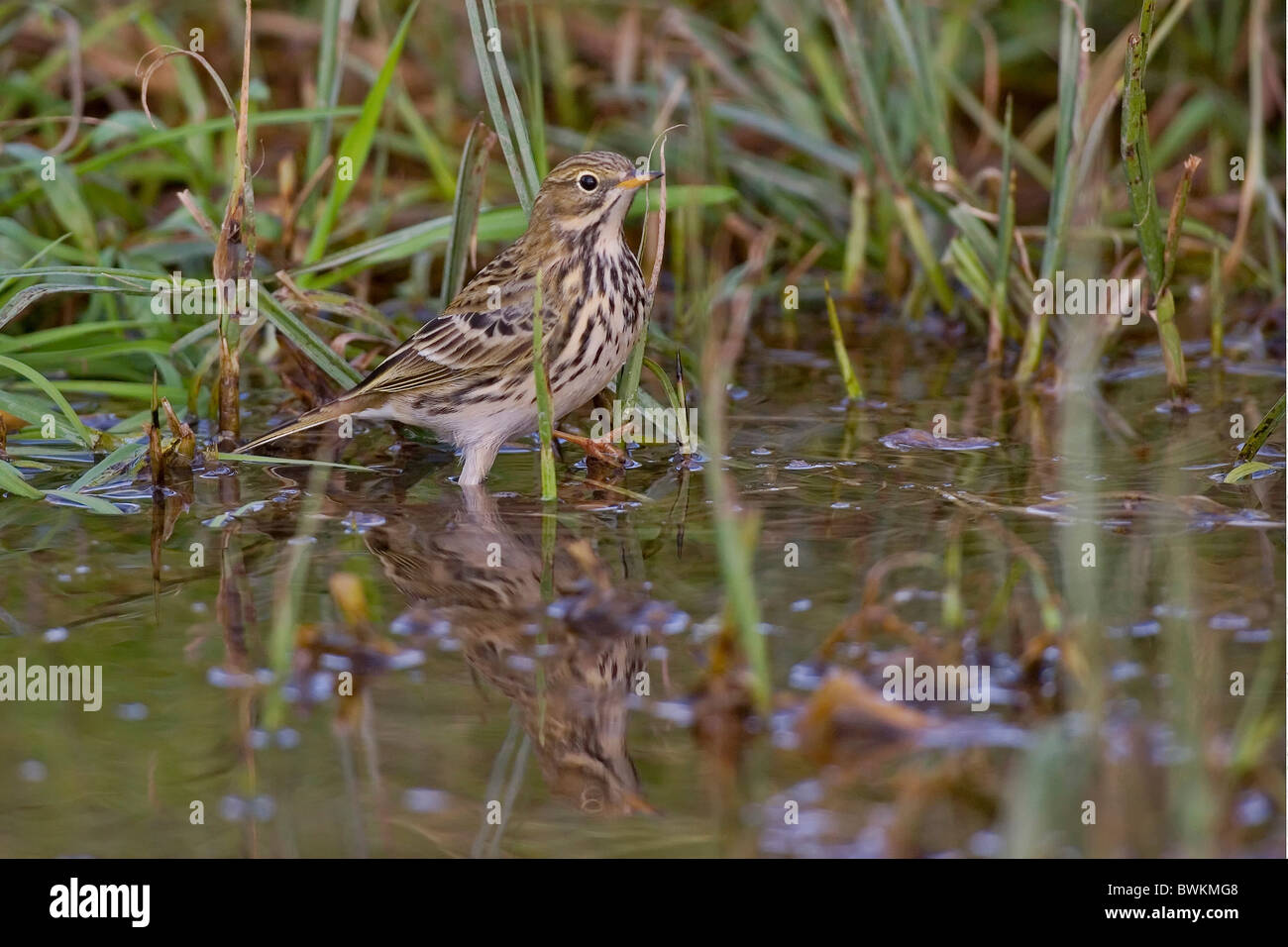 Titlark anthus pratensis hi-res stock photography and images - Alamy