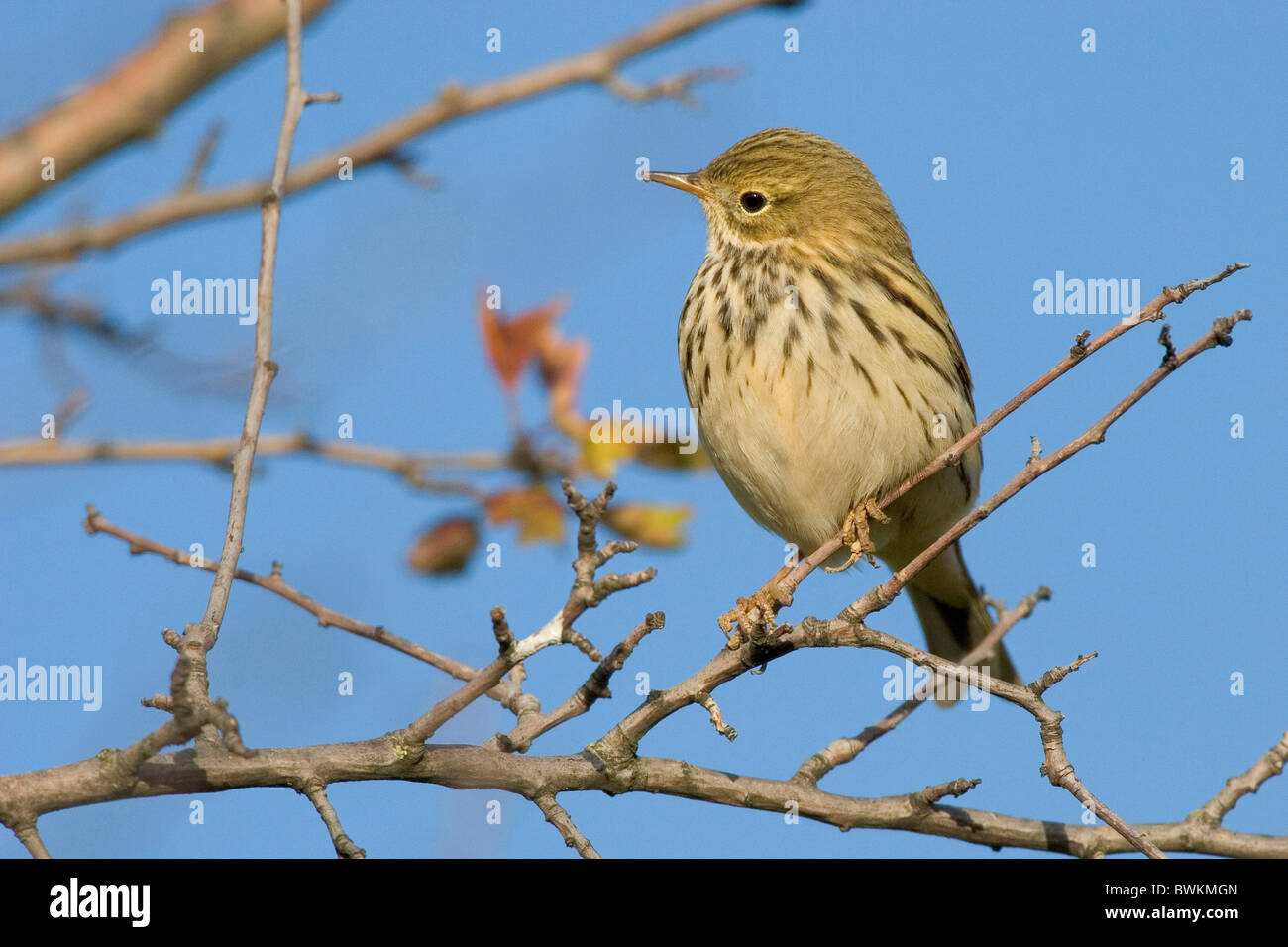 Tree pipit bird singing summer hi-res stock photography and images - Alamy