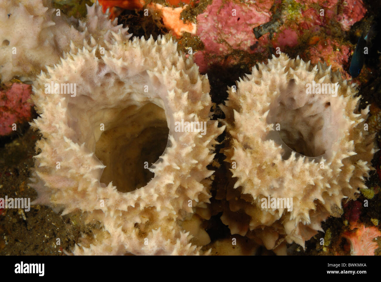 Tube Sponge Callyspongia sp., Bali, Tulamben, Indonesia, Indo-pacific ...