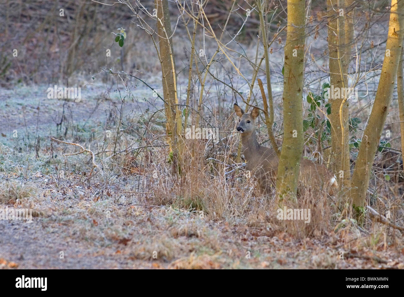 Roe deer stands in snow hi-res stock photography and images - Alamy