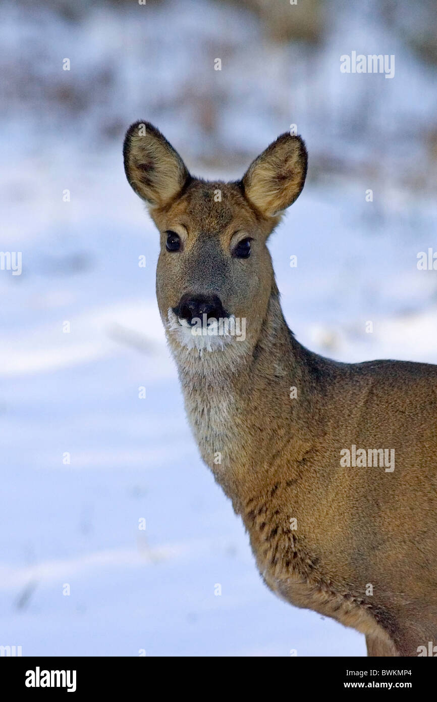 roe deer in winter Stock Photo - Alamy