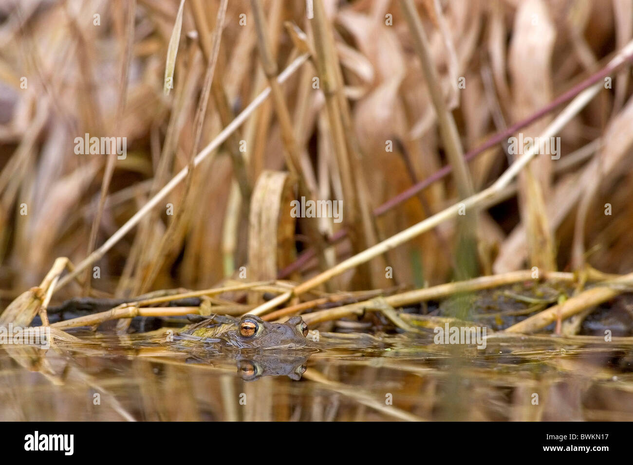 Toad bank hi-res stock photography and images - Alamy