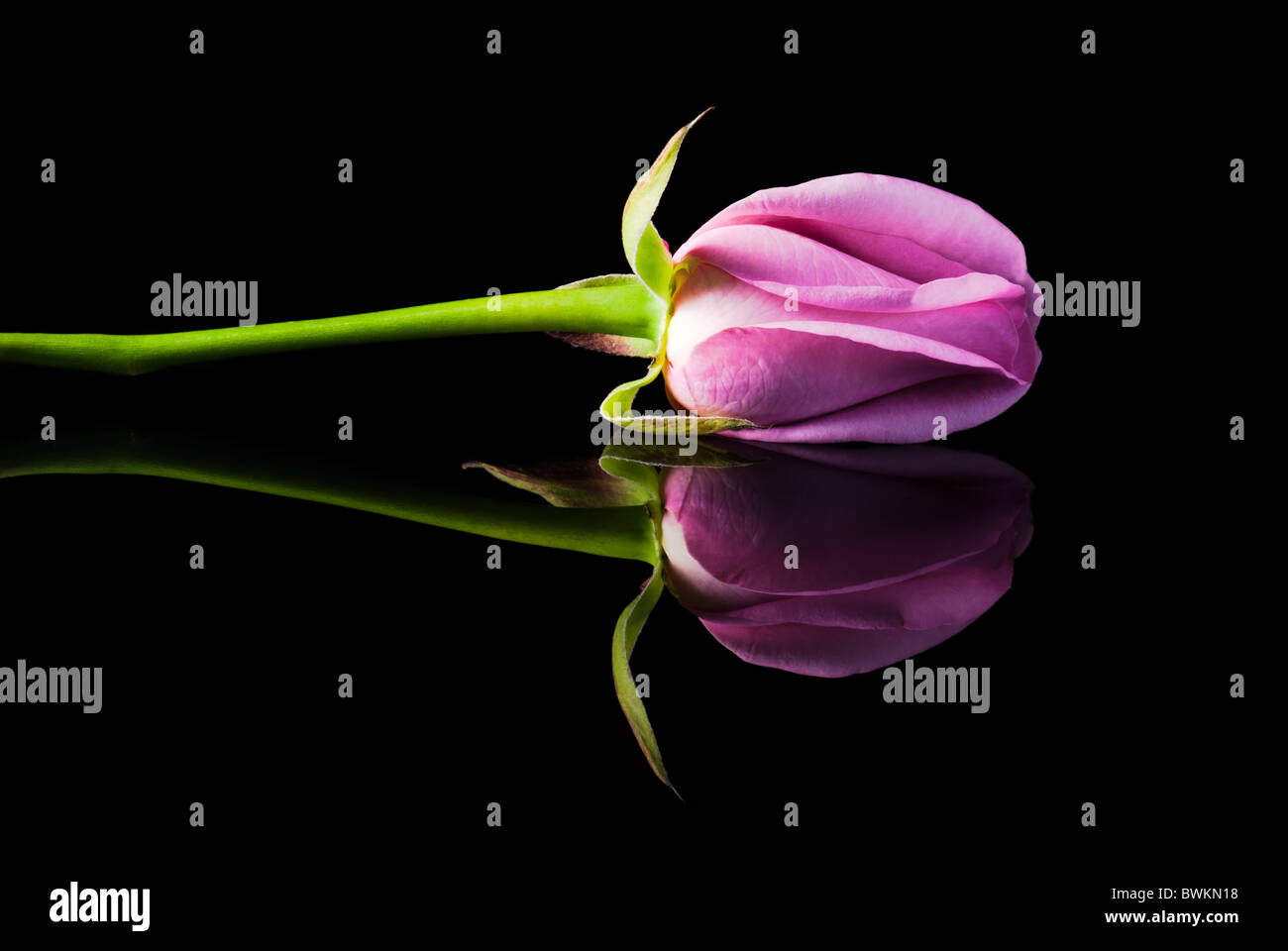 Single pink rose on black surface with reflection Stock Photo - Alamy