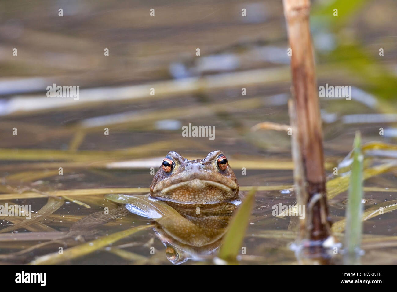 Sea toads hi-res stock photography and images - Alamy