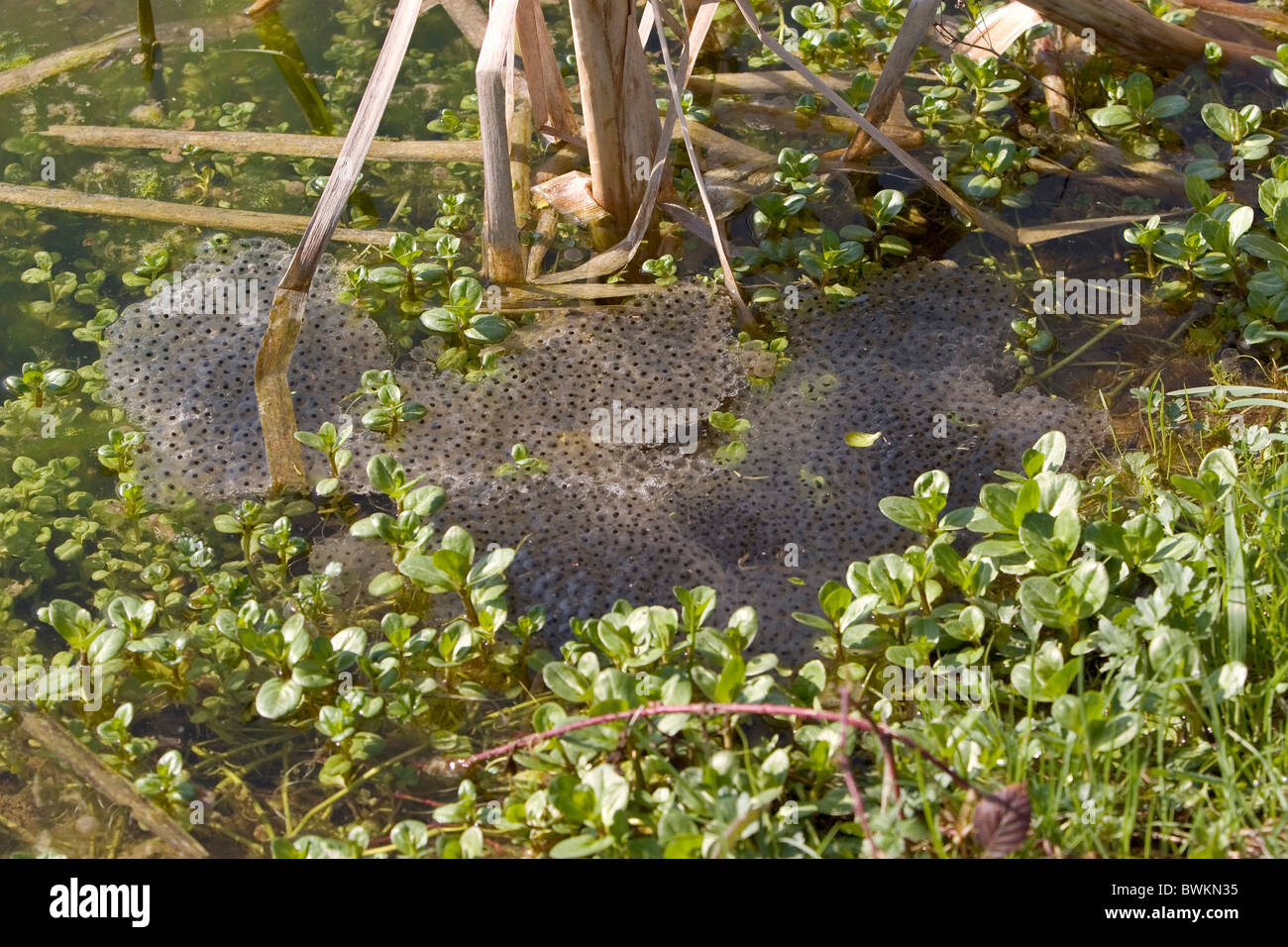 spawn of a common toad Stock Photo - Alamy