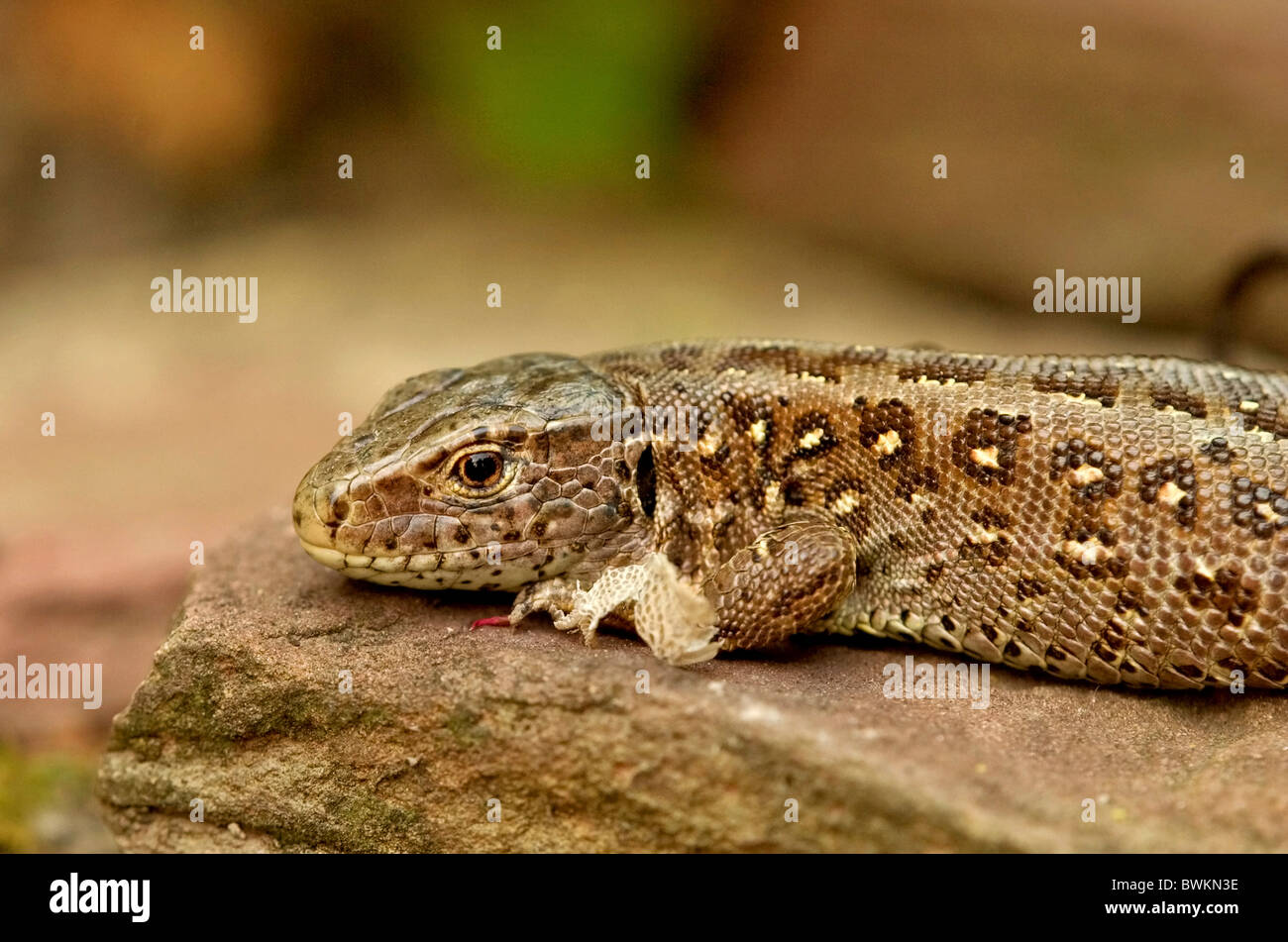 brown sand lizard Stock Photo - Alamy