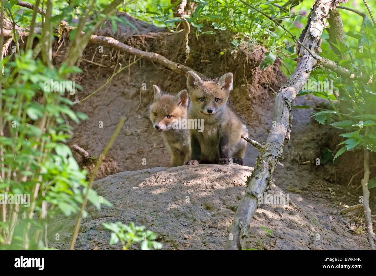 red fox puppys Stock Photo - Alamy