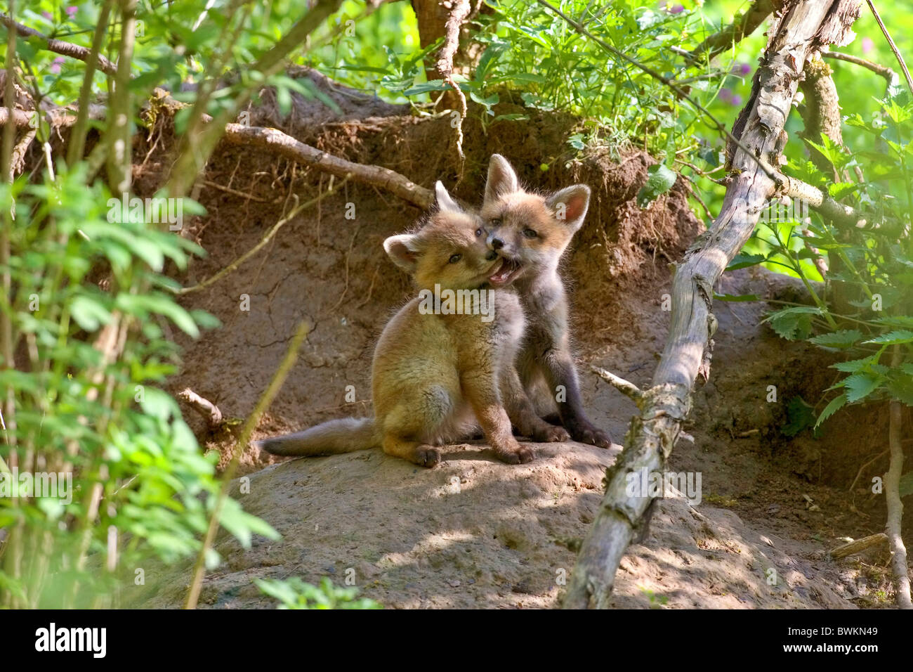 red fox puppys Stock Photo - Alamy